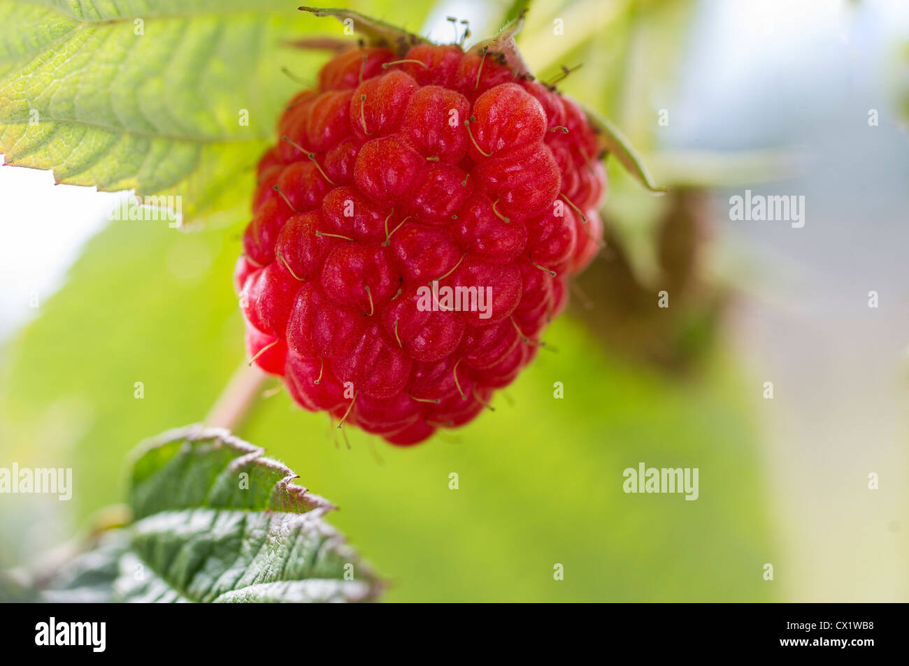 Amazing raspberry with great background colors Stock Photo - Alamy