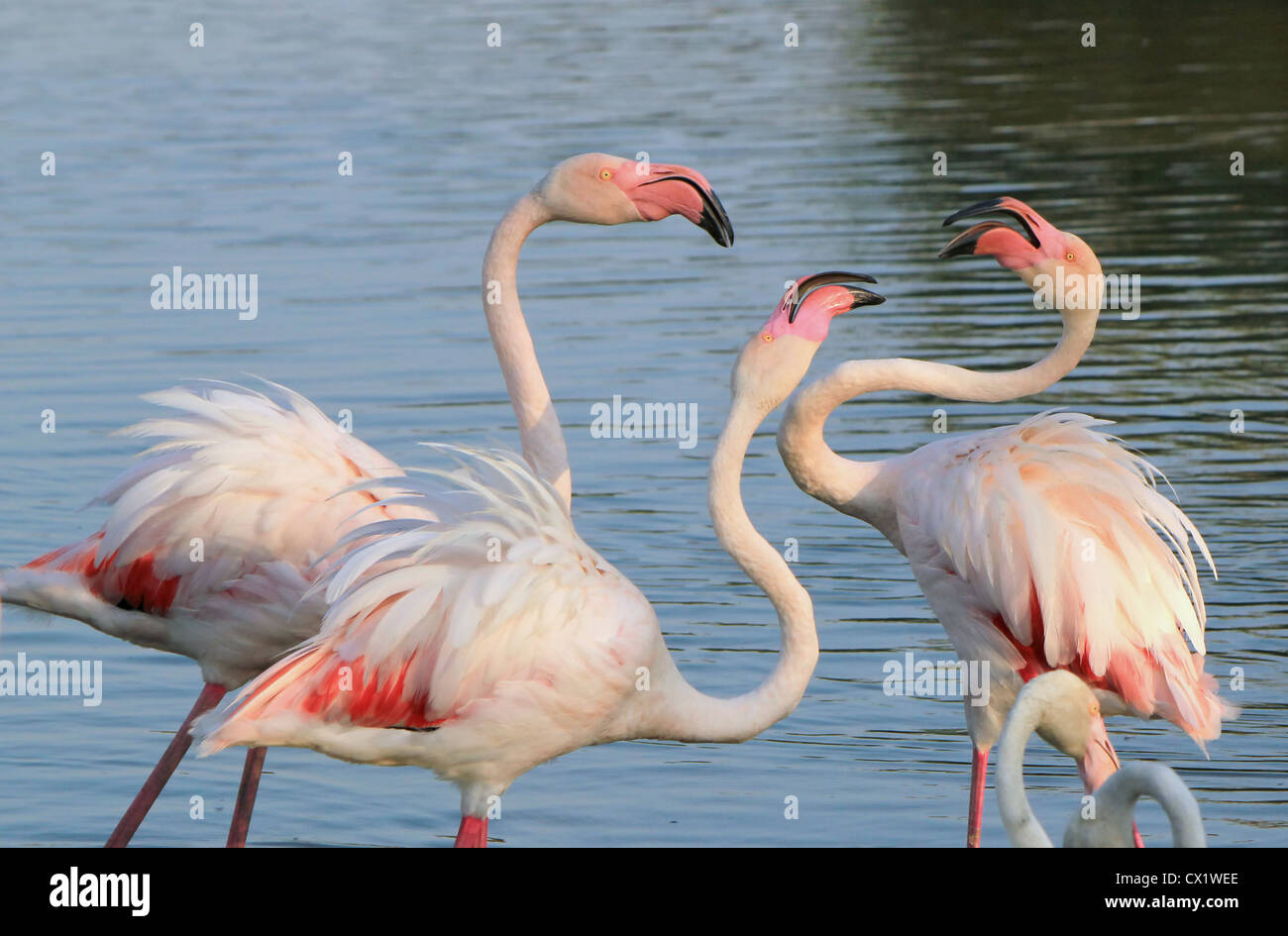 Three flamingos fightinig in Camargue, France Stock Photo - Alamy