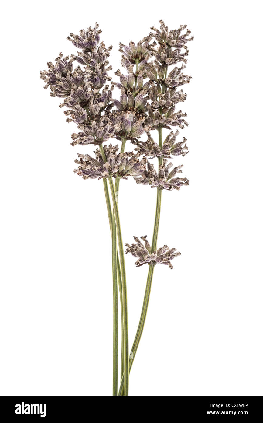 Close Up of Lavender Stems with Seeds, Lavendula Hidcote, on a White ...