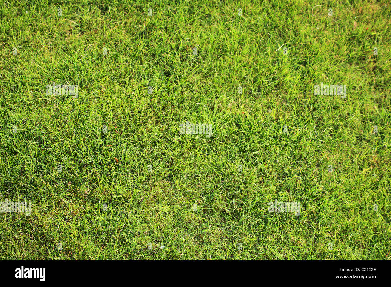 Beautiful green lawns perfectly cut for background Stock Photo - Alamy
