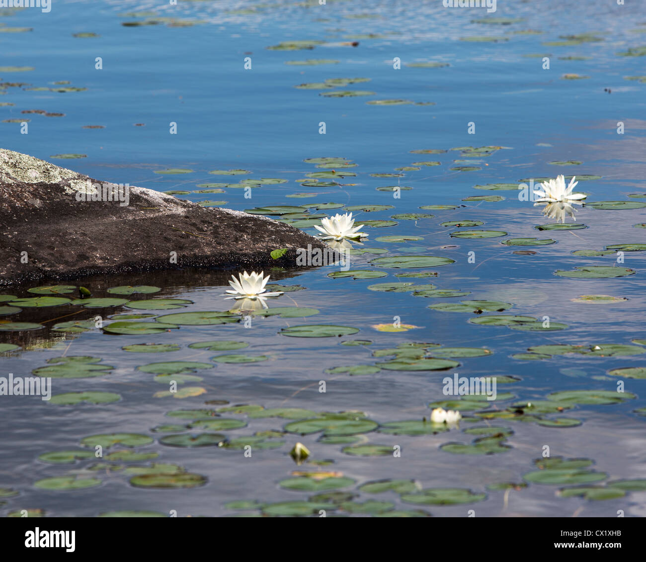 Water lillies on Northern Vermont lake Stock Photo - Alamy