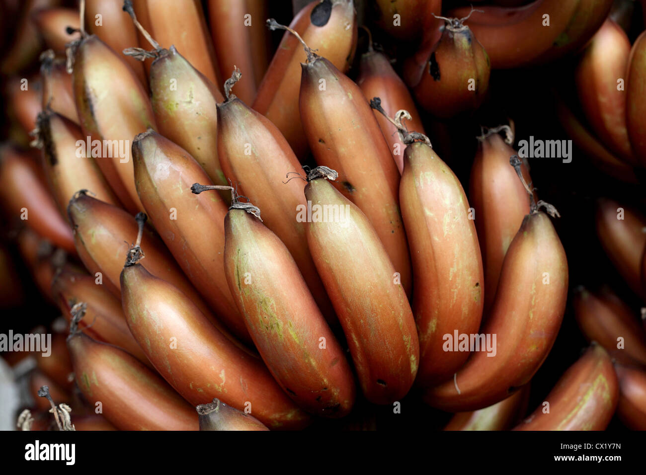 Banana Bunch Musa Acuminata Musa High Resolution Stock Photography and ...