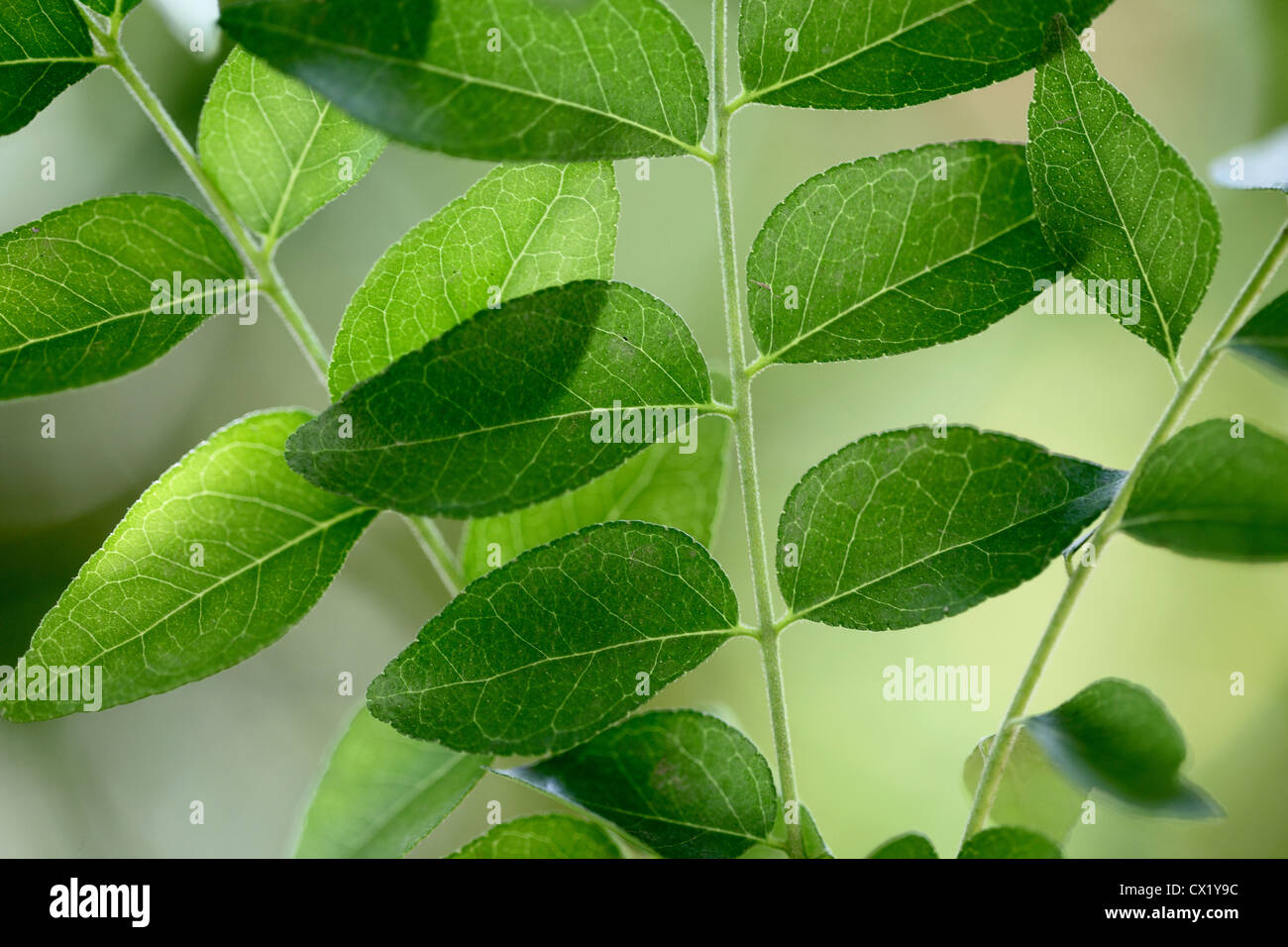 Neem curry leaf hi-res stock photography and images - Alamy