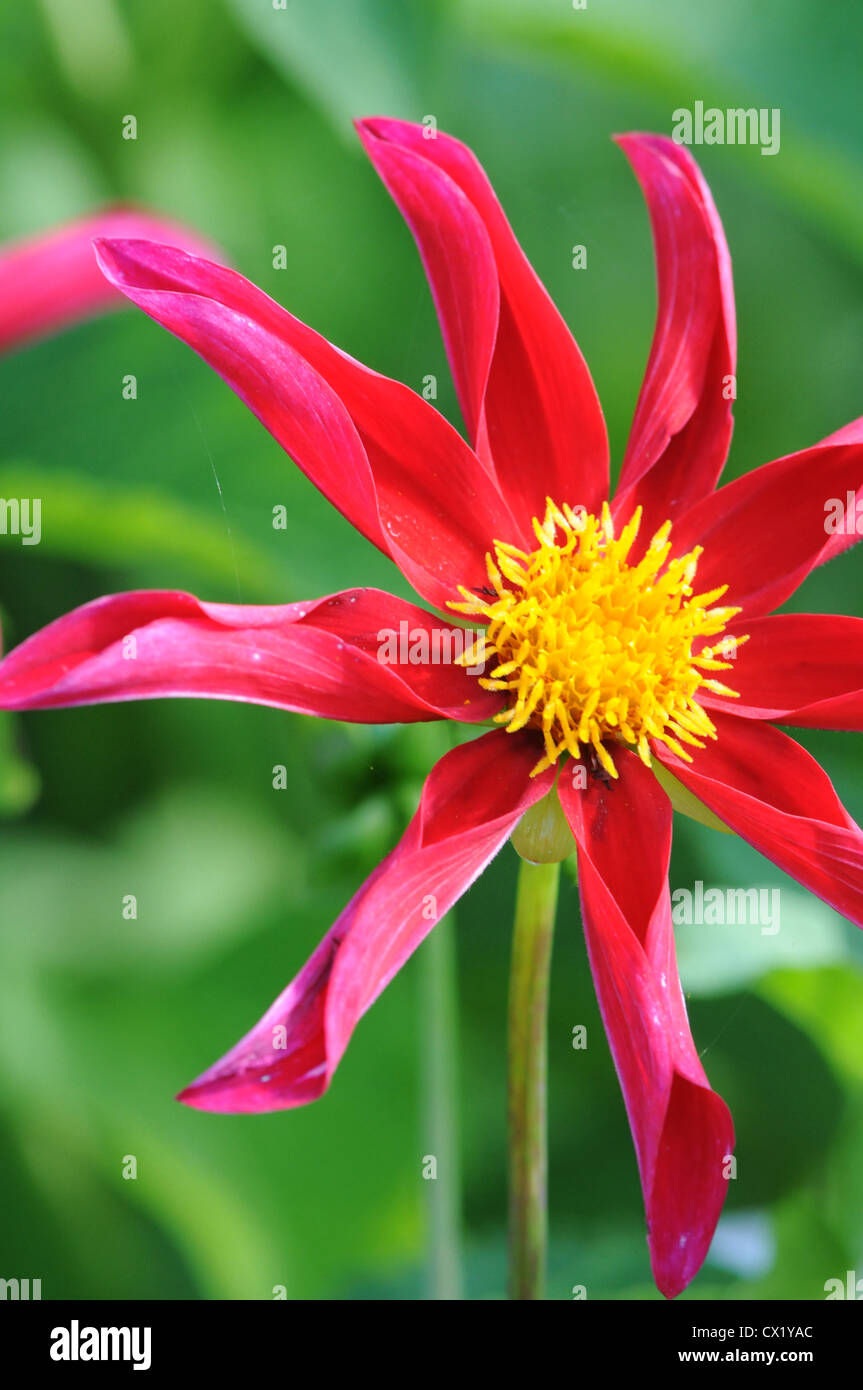 Cone flower blooms in hi-res stock photography and images - Alamy