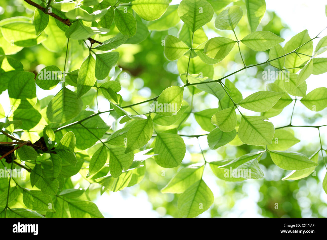 Green color leaves for backgrounds Stock Photo - Alamy