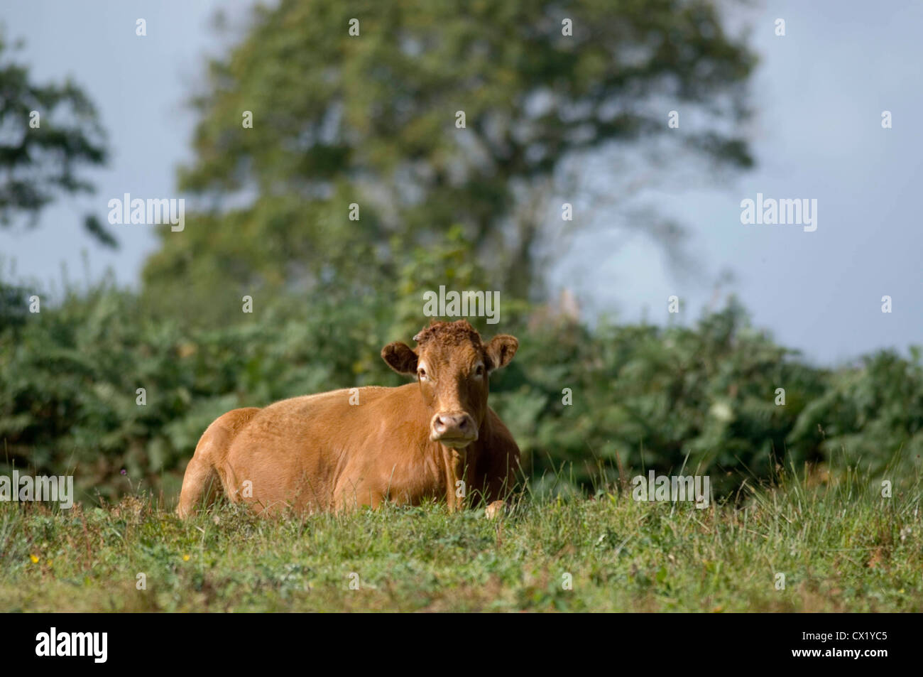 Cows sitting down hi-res stock photography and images - Alamy