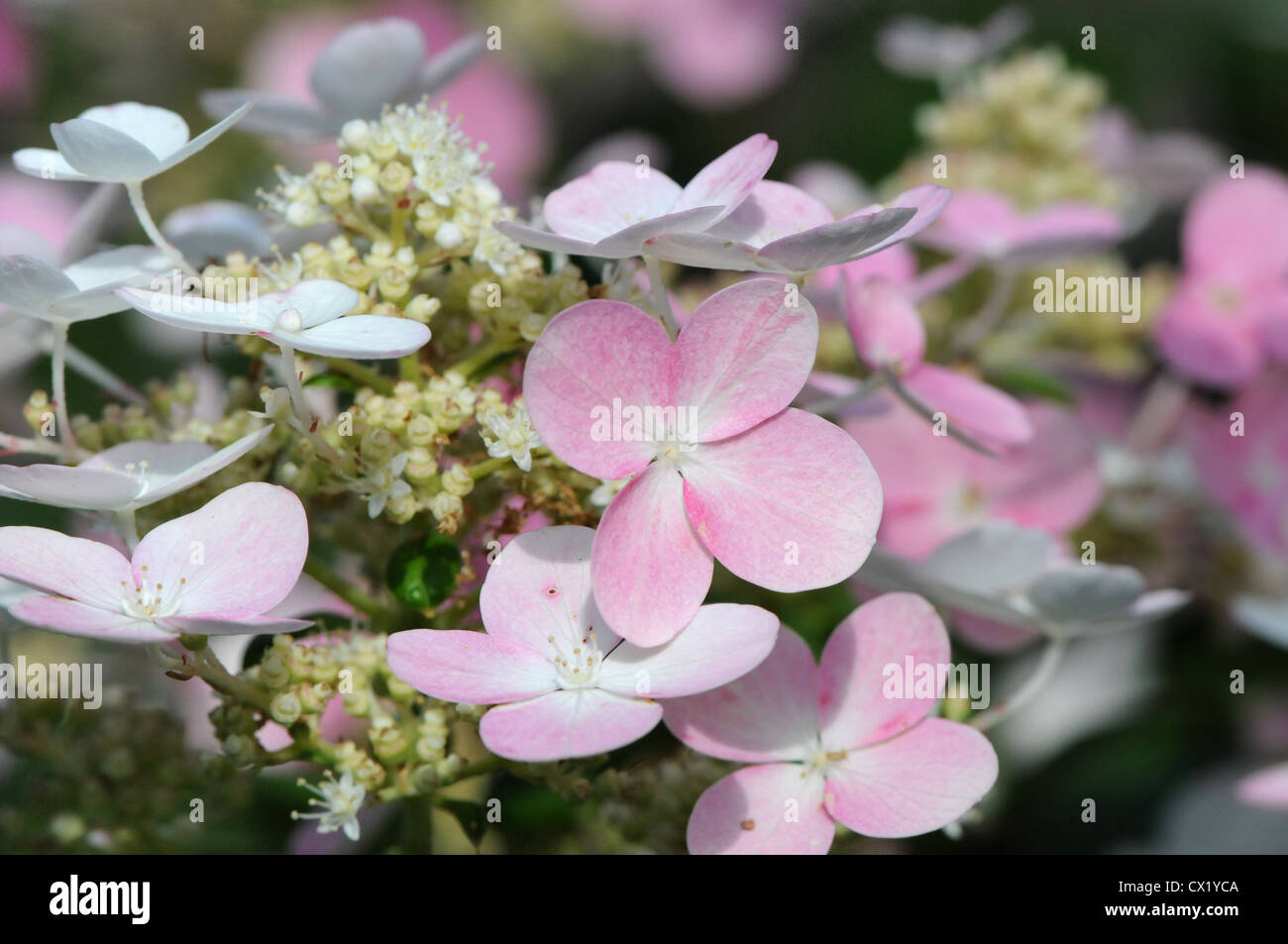 flowering hydrangea in summer Stock Photo - Alamy