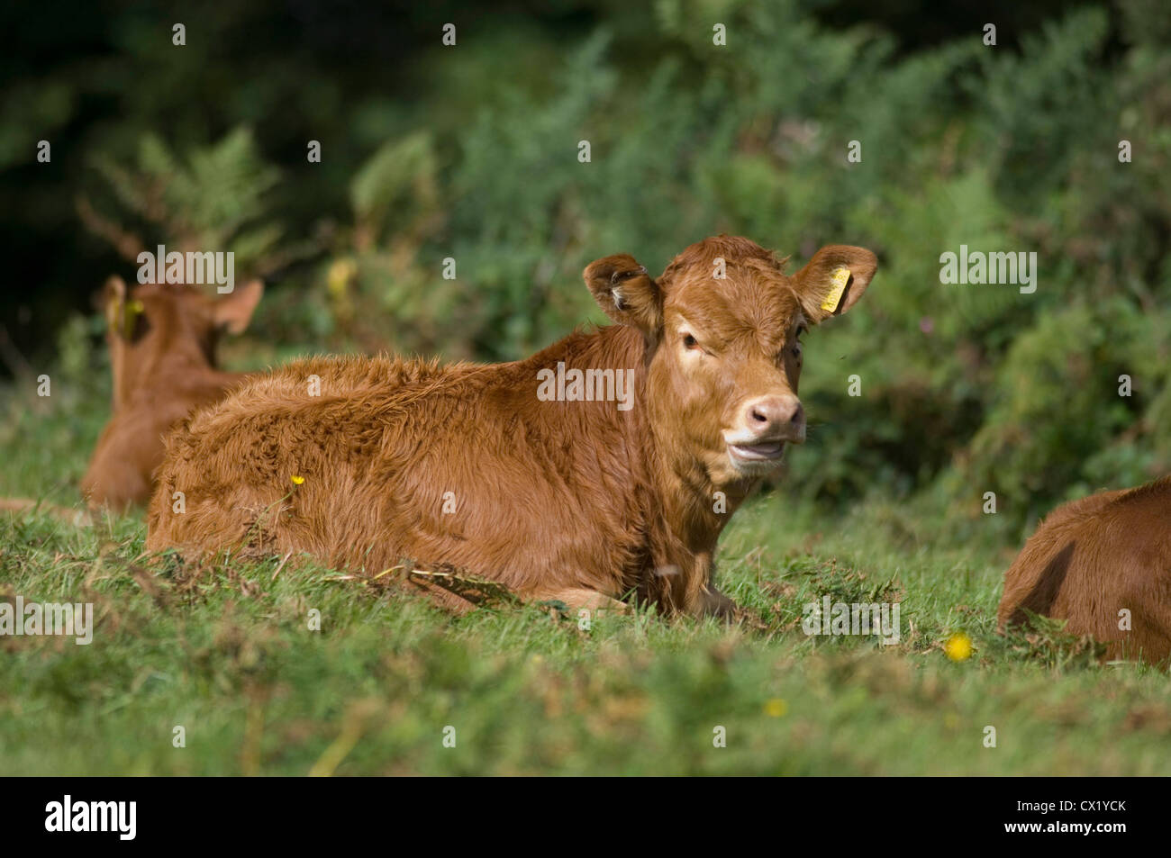 Cows sitting down hi-res stock photography and images - Alamy