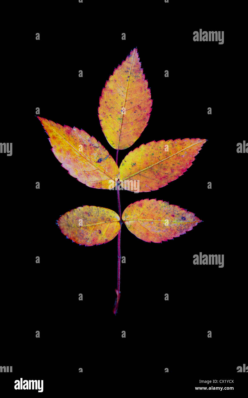 Prickly rose hi-res stock photography and images - Alamy