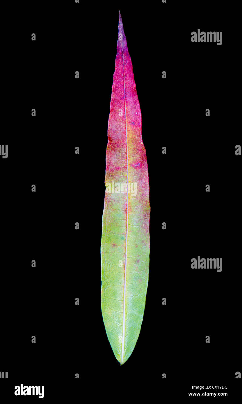 A Fireweed leaf (Epilobium angustifolium) changes colof in autumn. Leaf ...