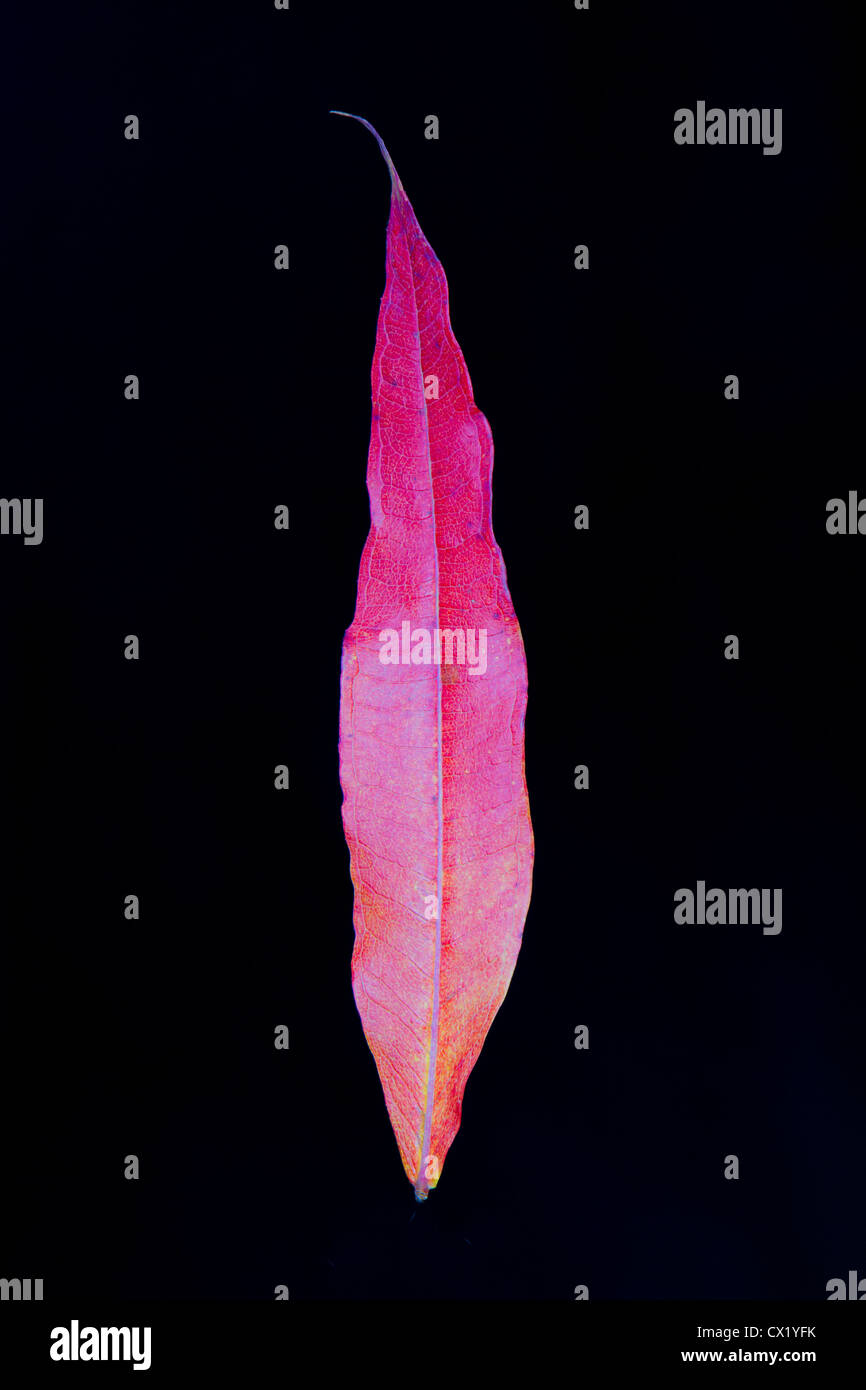 A Fireweed leaf (Epilobium angustifolium) changes colof in autumn. Leaf ...