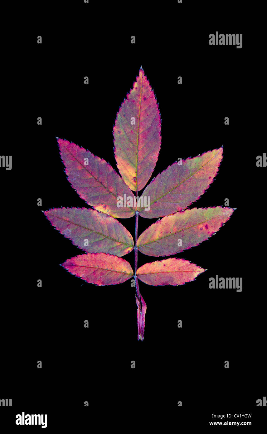 A compound leaf of Prickly Rose (Rosa acicularis) changes color in the ...