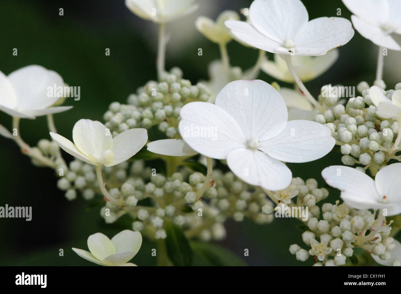 flowering hydrangea in summer Stock Photo - Alamy