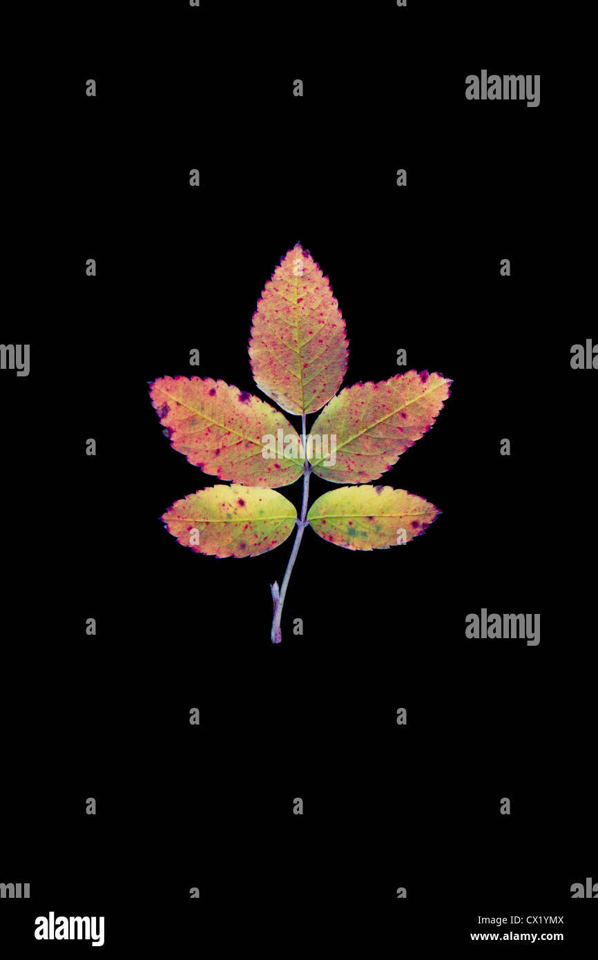 A compound leaf of Prickly Rose (Rosa acicularis) changes color in the ...