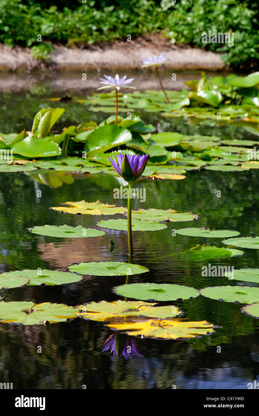 Water lilies lily pad hi-res stock photography and images - Alamy