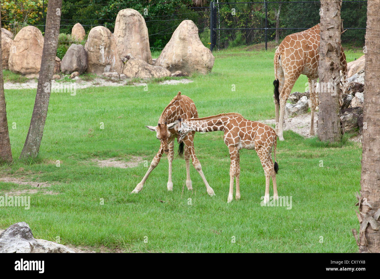 Two baby giraffes play together Stock Photo - Alamy