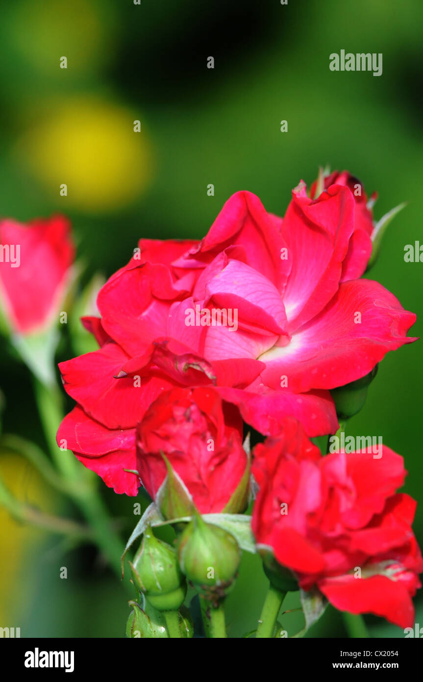 Red Rose blooming in Summer Stock Photo - Alamy