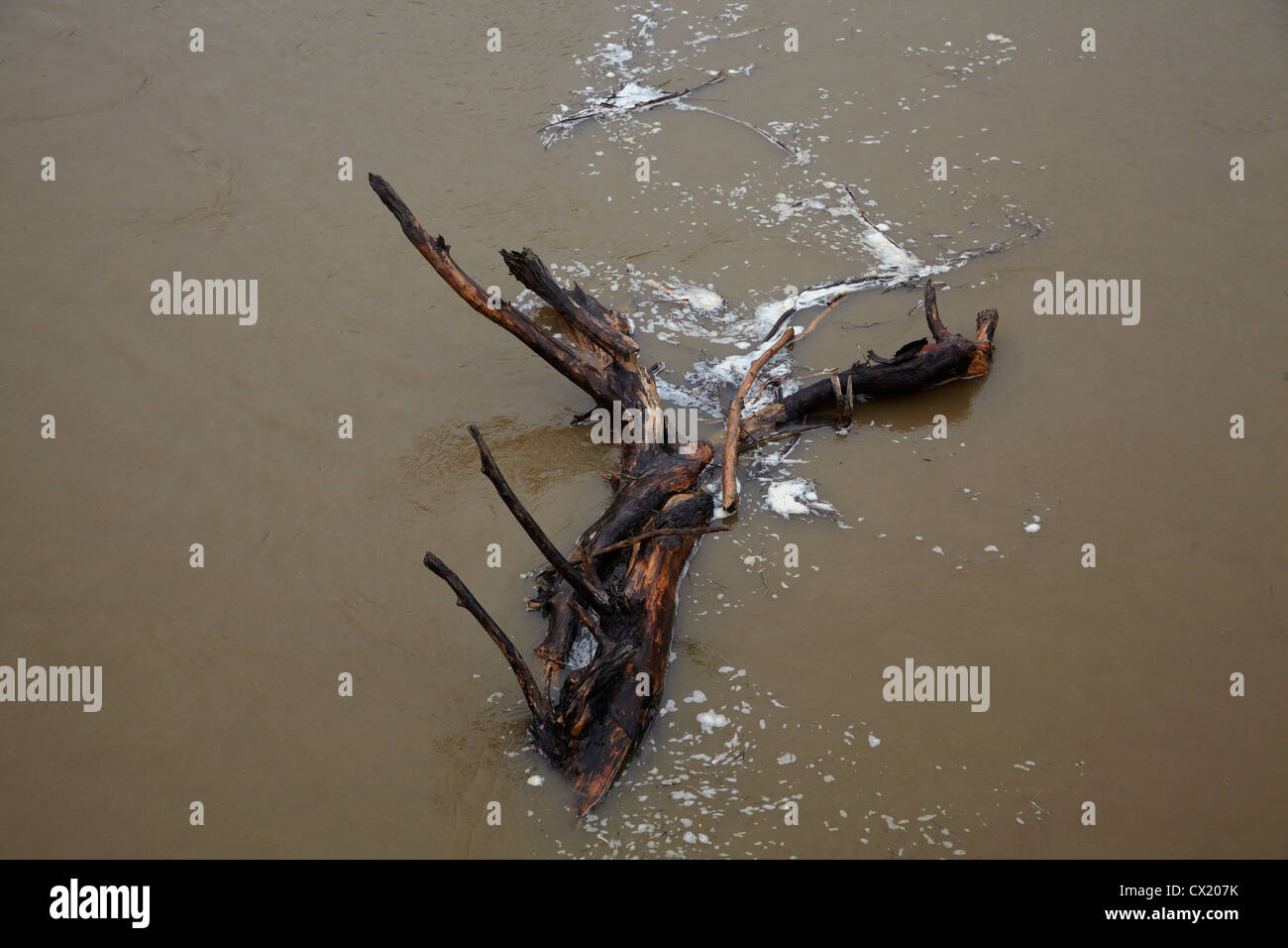 Tree floating flood hi-res stock photography and images - Alamy