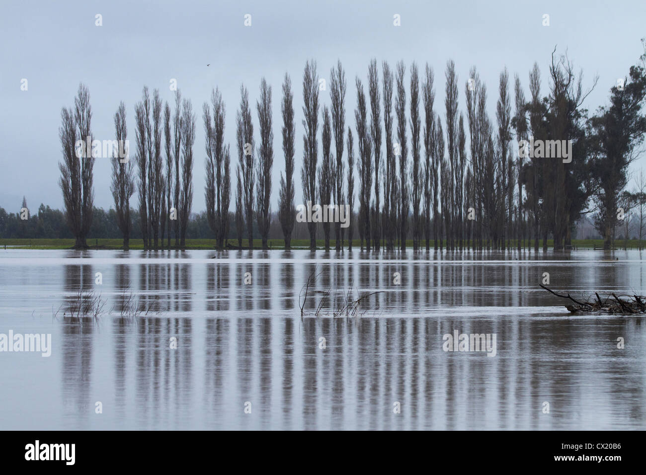 Poplar trees reflected in Taieri River in flood, Allanton, Taieri ...