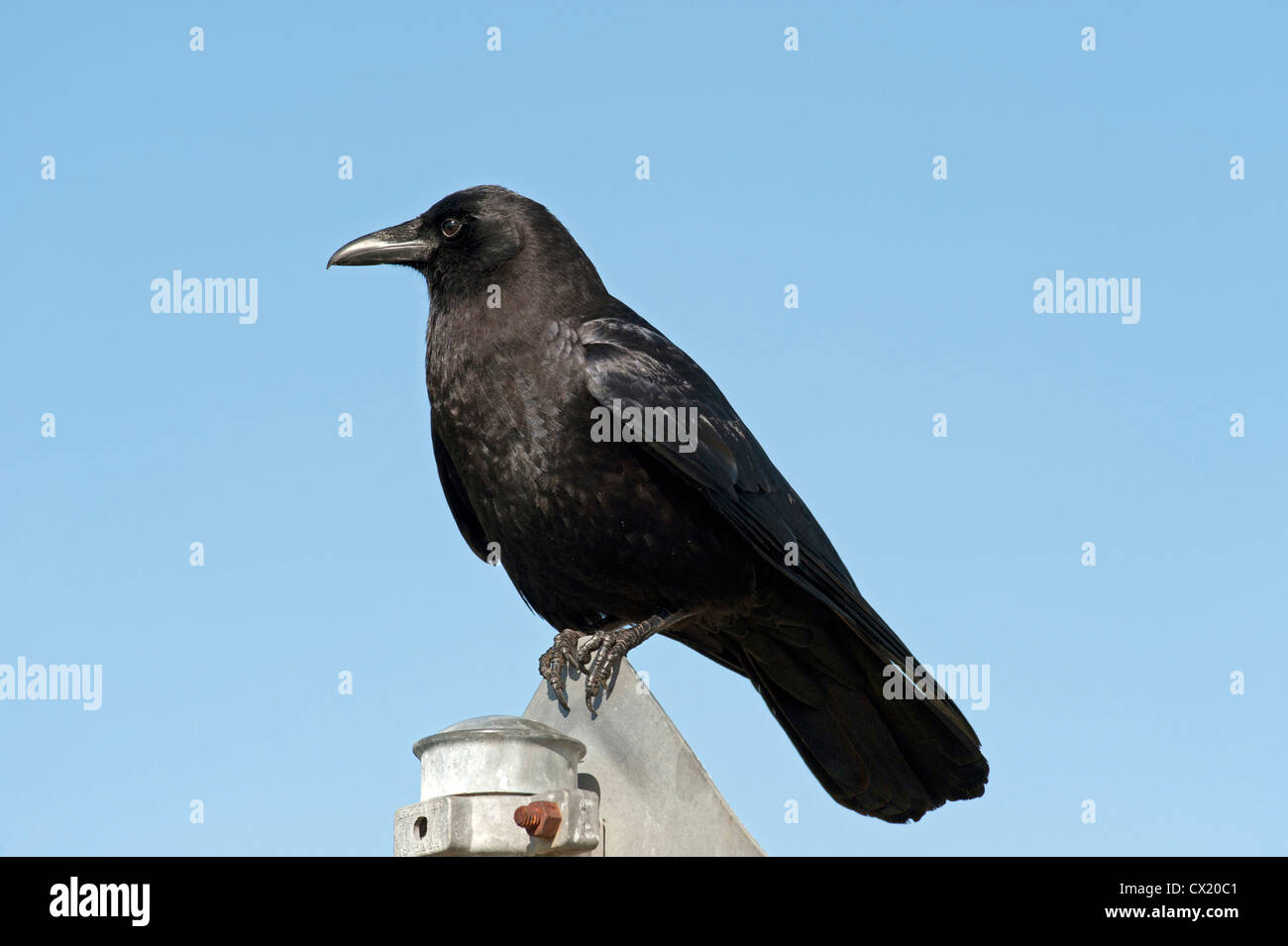 Wildlife crow shot hi-res stock photography and images - Alamy