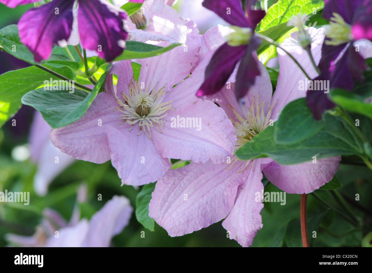 Clematis blooming in summer Stock Photo - Alamy