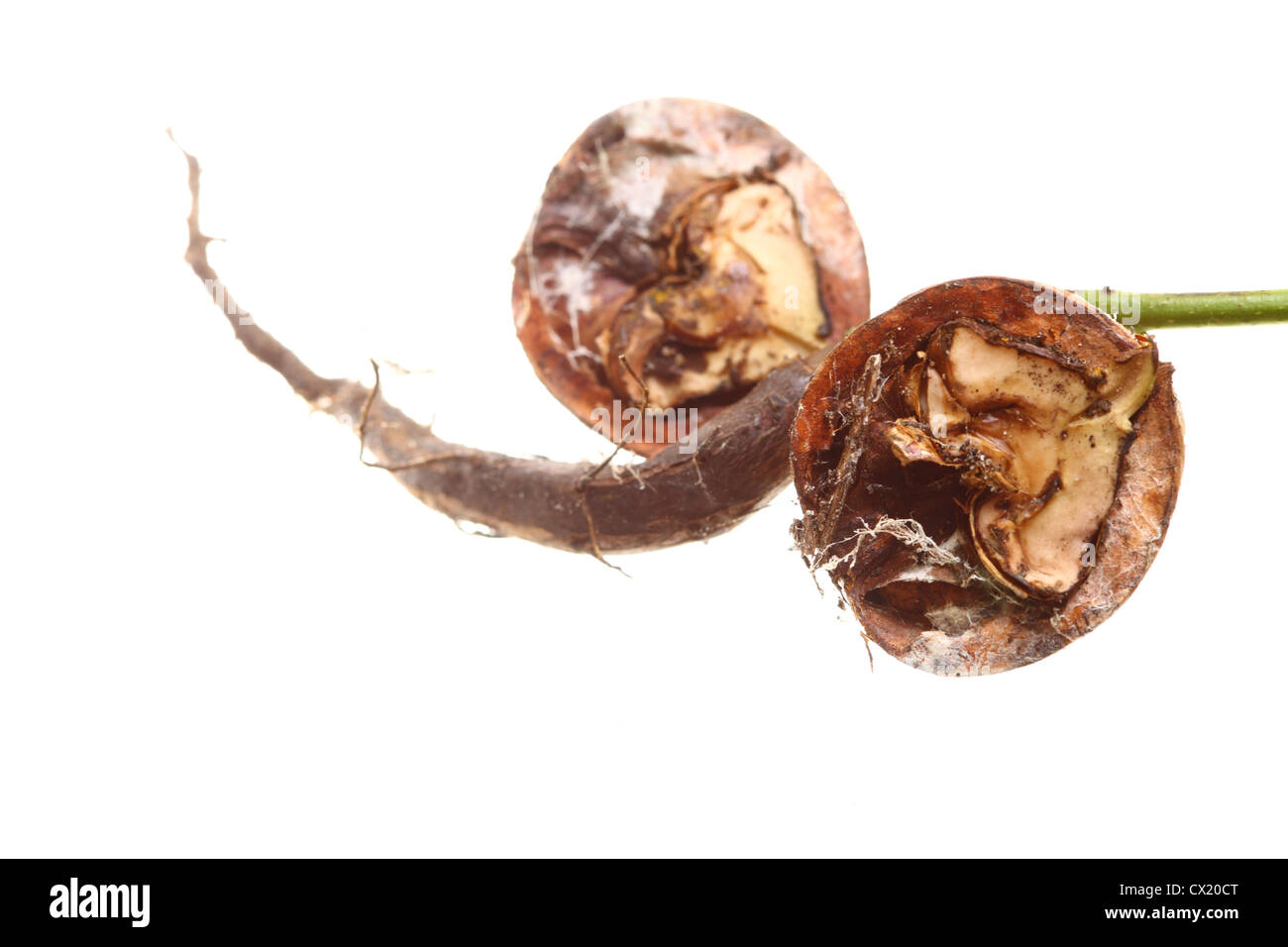Walnut tree seedling hi-res stock photography and images - Alamy