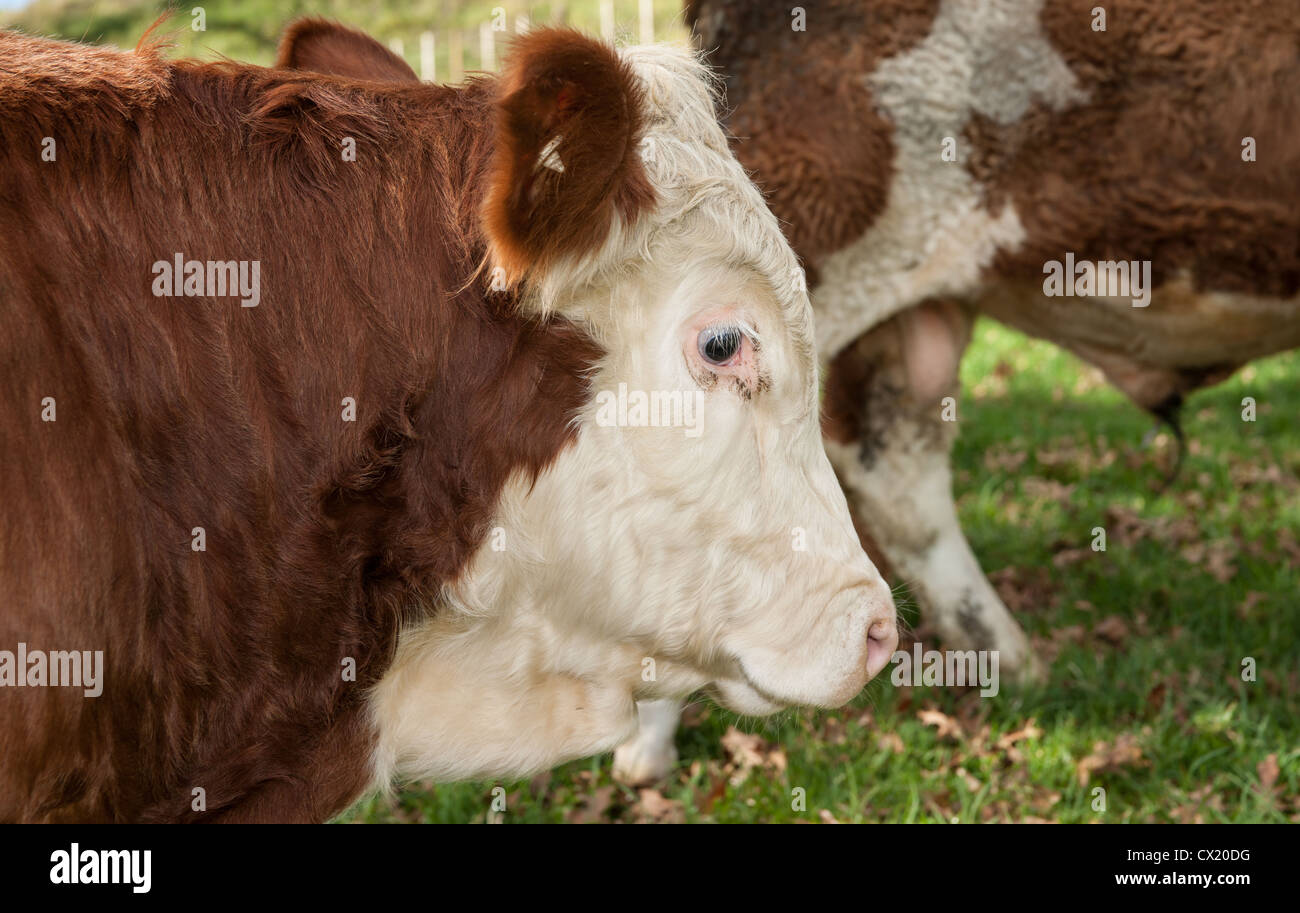 Hereford bull close up Stock Photo - Alamy