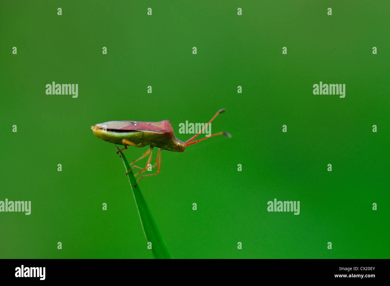 Biodiversity act hi-res stock photography and images - Alamy