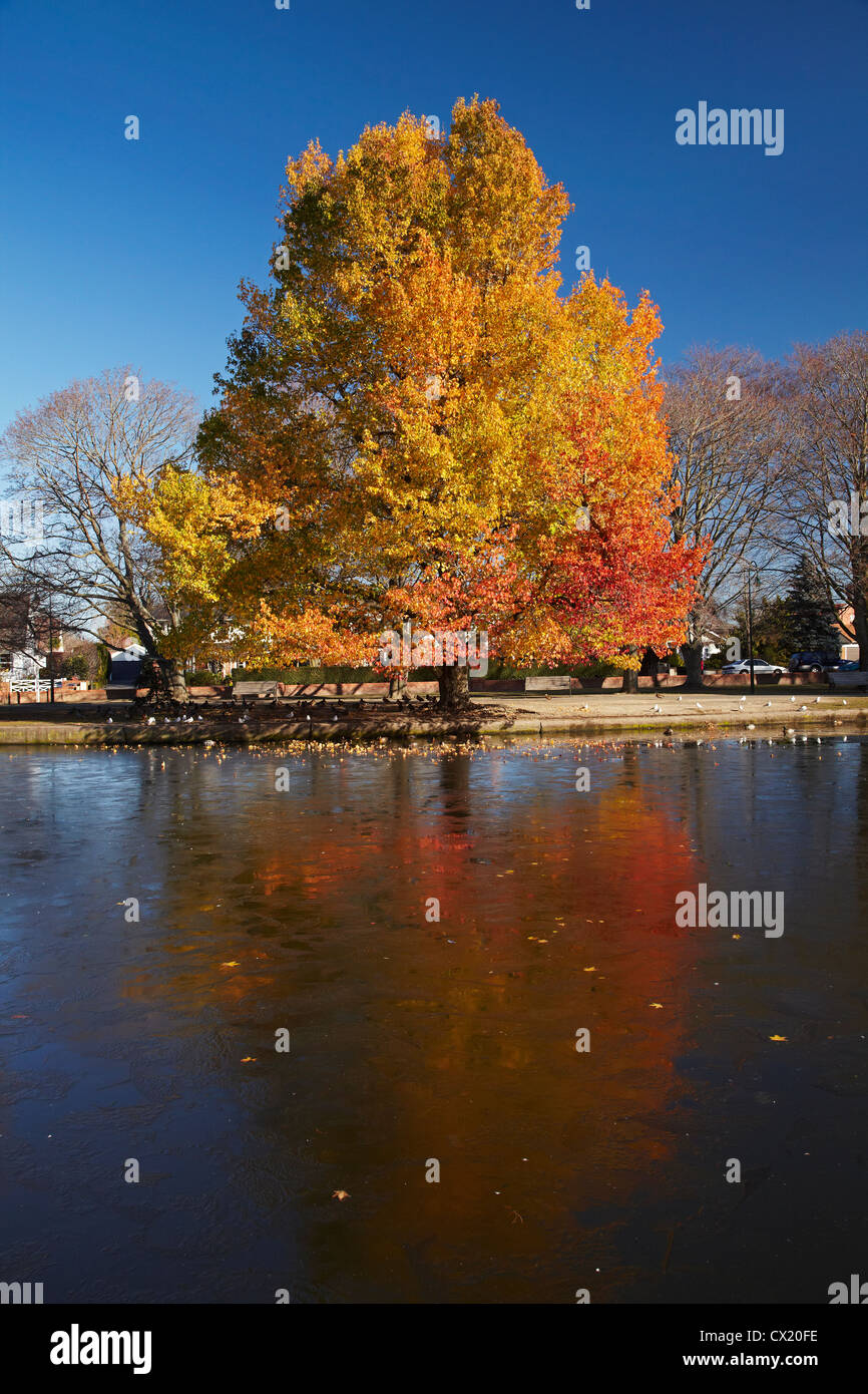 Autumn colour and icy pond, Ashburton Domain, Mid-Canterbury, South ...