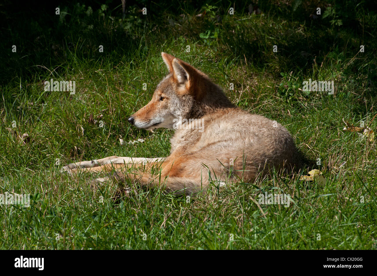 A Coyote Resting Stock Photo - Alamy