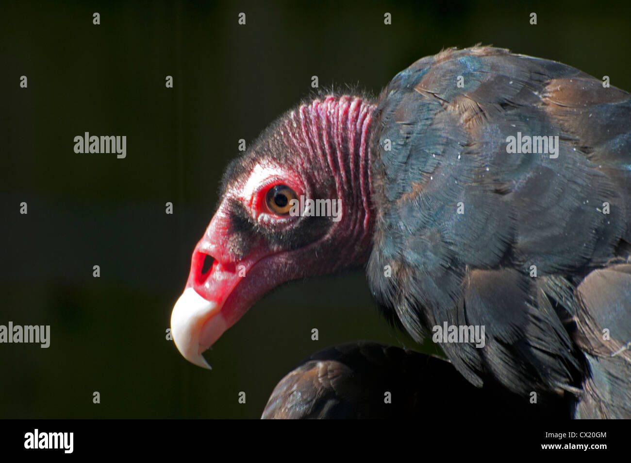 Turkey buzzard hi-res stock photography and images - Alamy