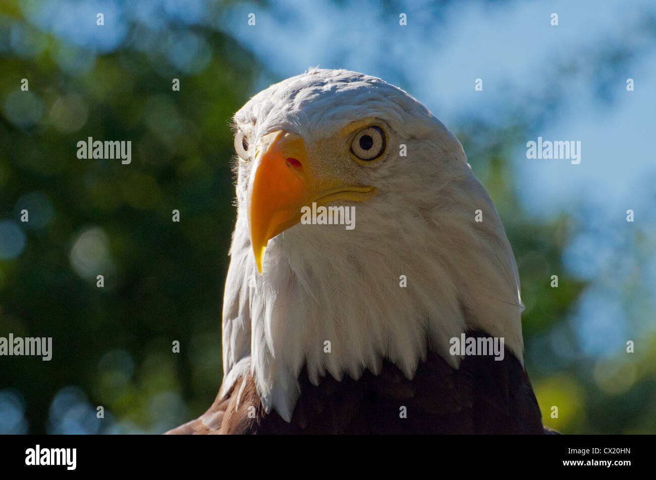 Close-up of a Bald Eagle Stock Photo - Alamy