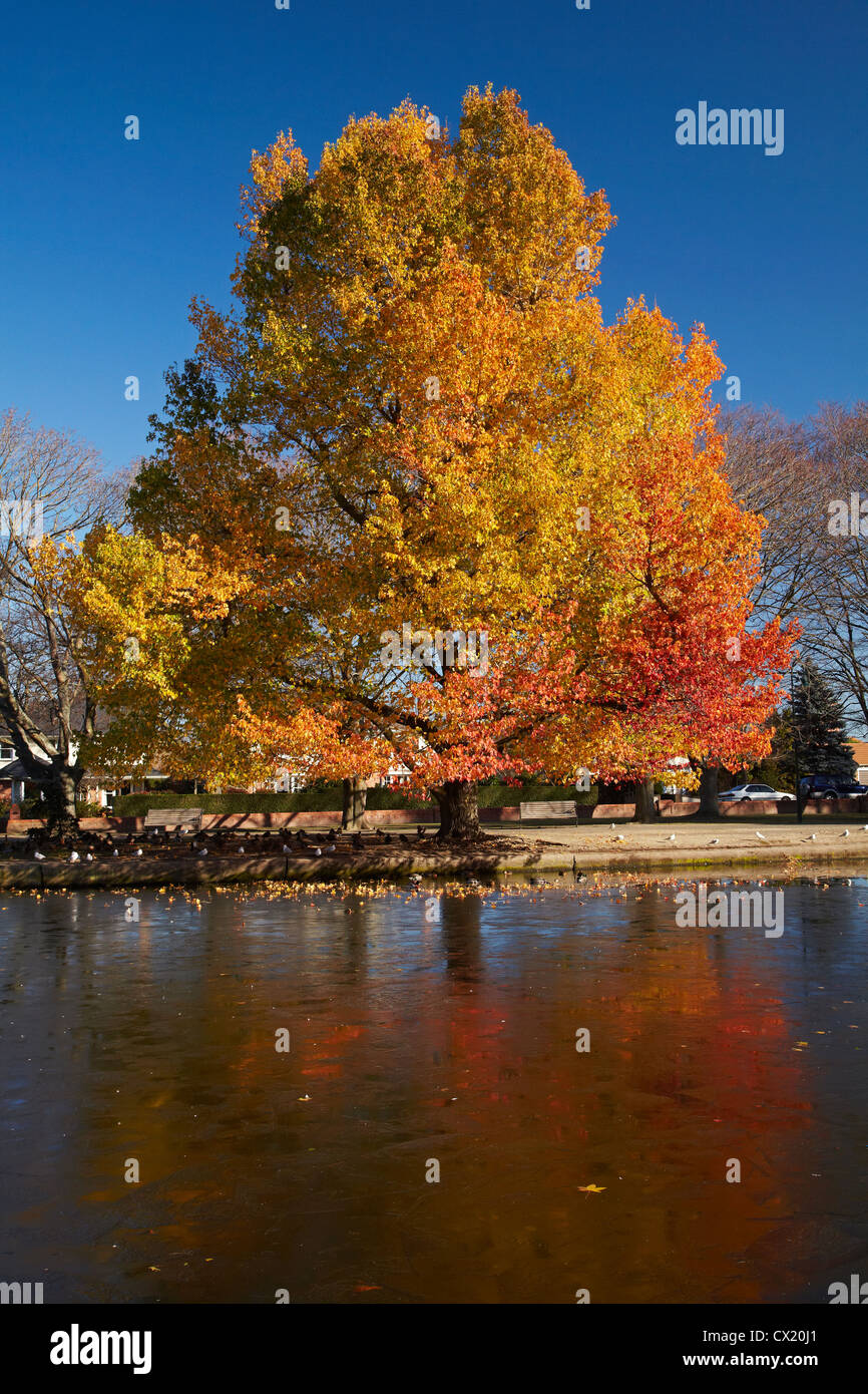 Autumn colour and icy pond, Ashburton Domain, Mid-Canterbury, South ...