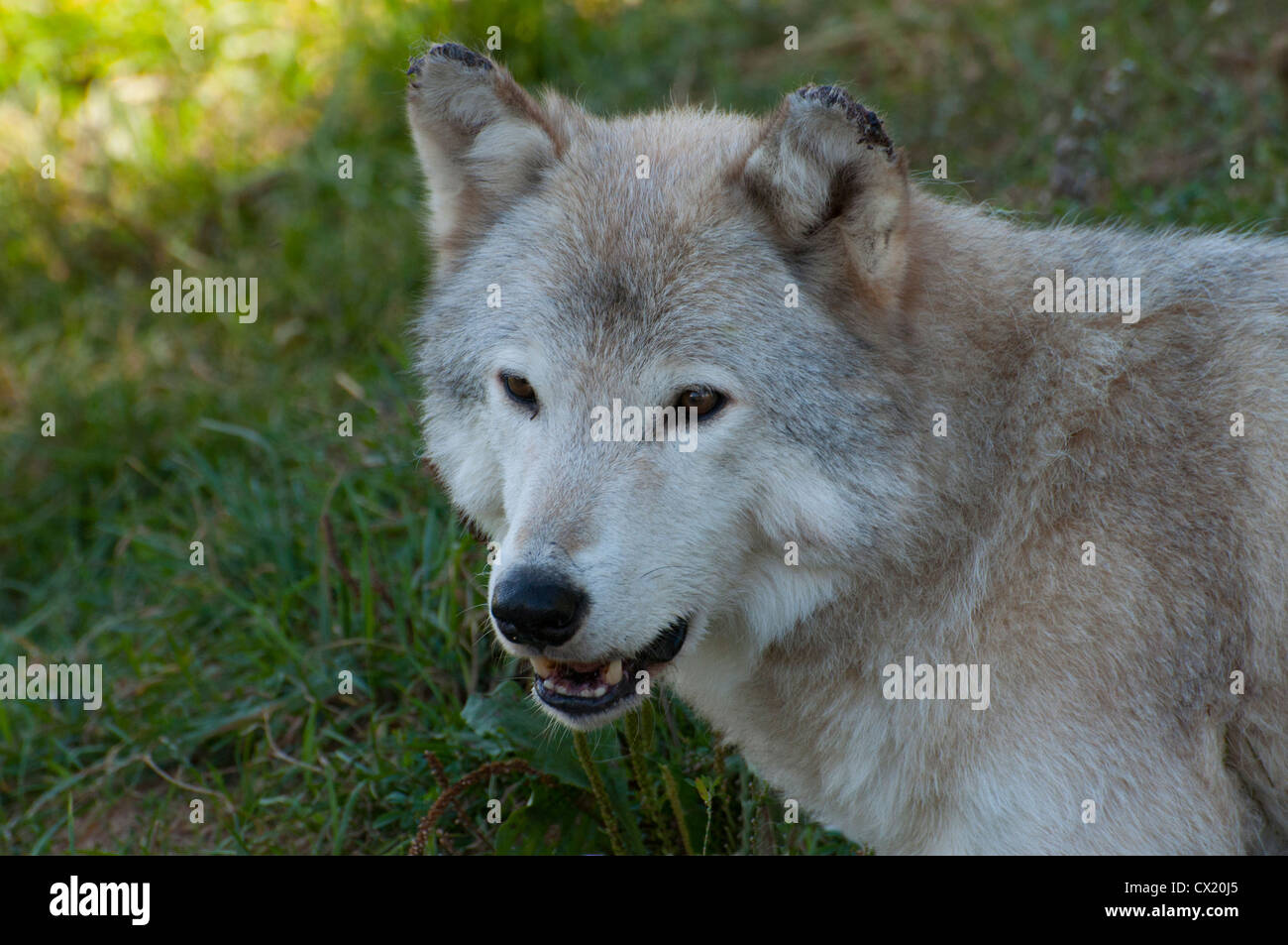 A Timber Wolf Stock Photo - Alamy