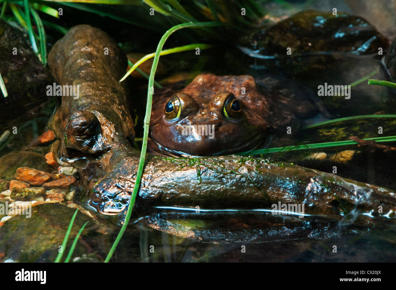 Bullfrog canada hi-res stock photography and images - Alamy