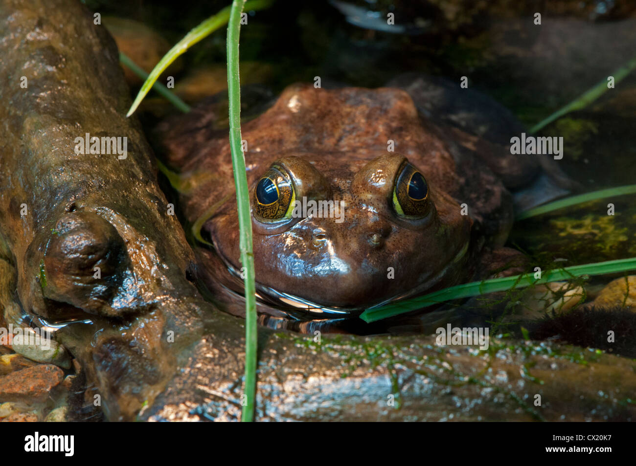 Bullfrog canada hi-res stock photography and images - Alamy