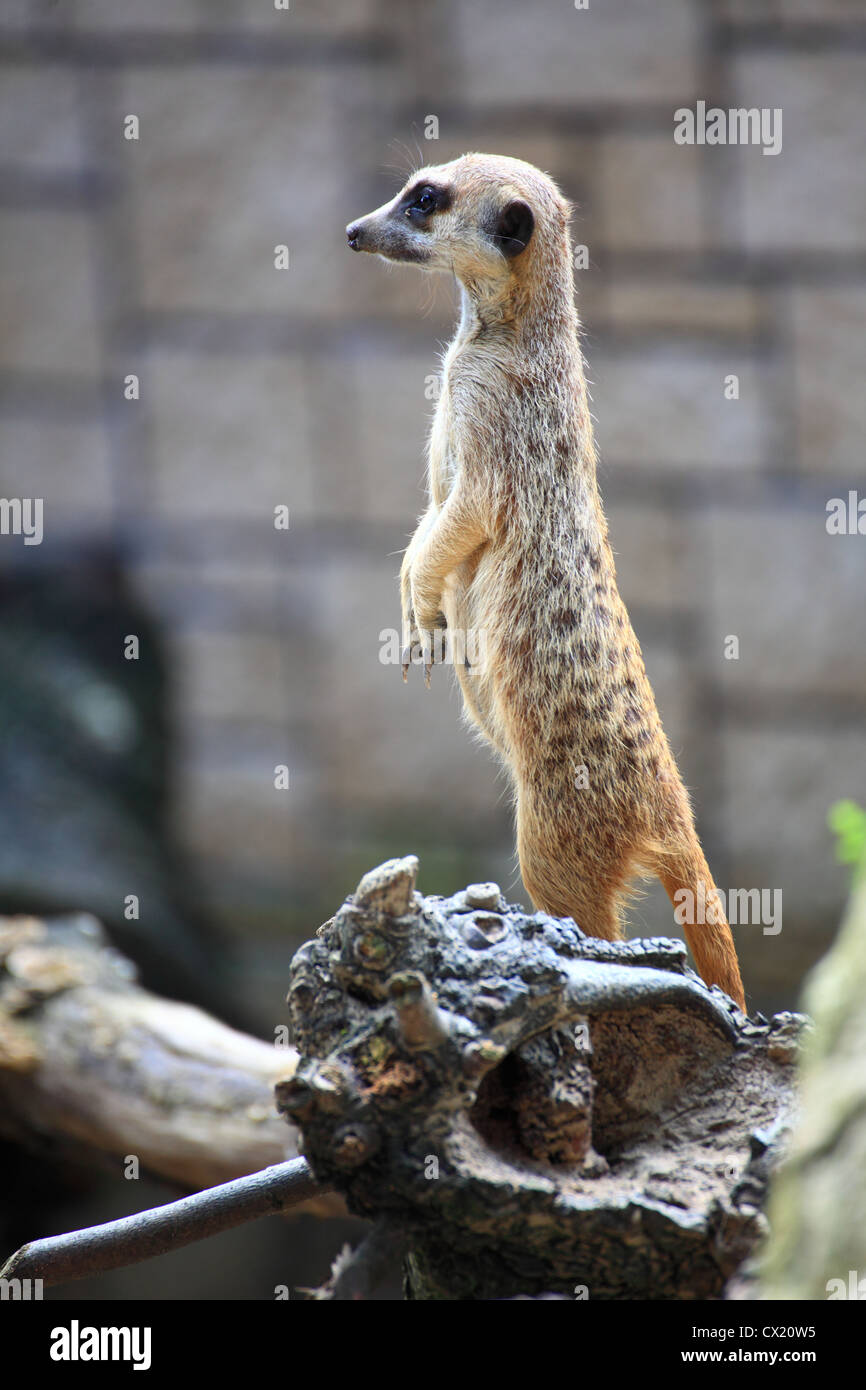Alert meerkat (Suricata suricatta) standing on guard animal Stock Photo ...