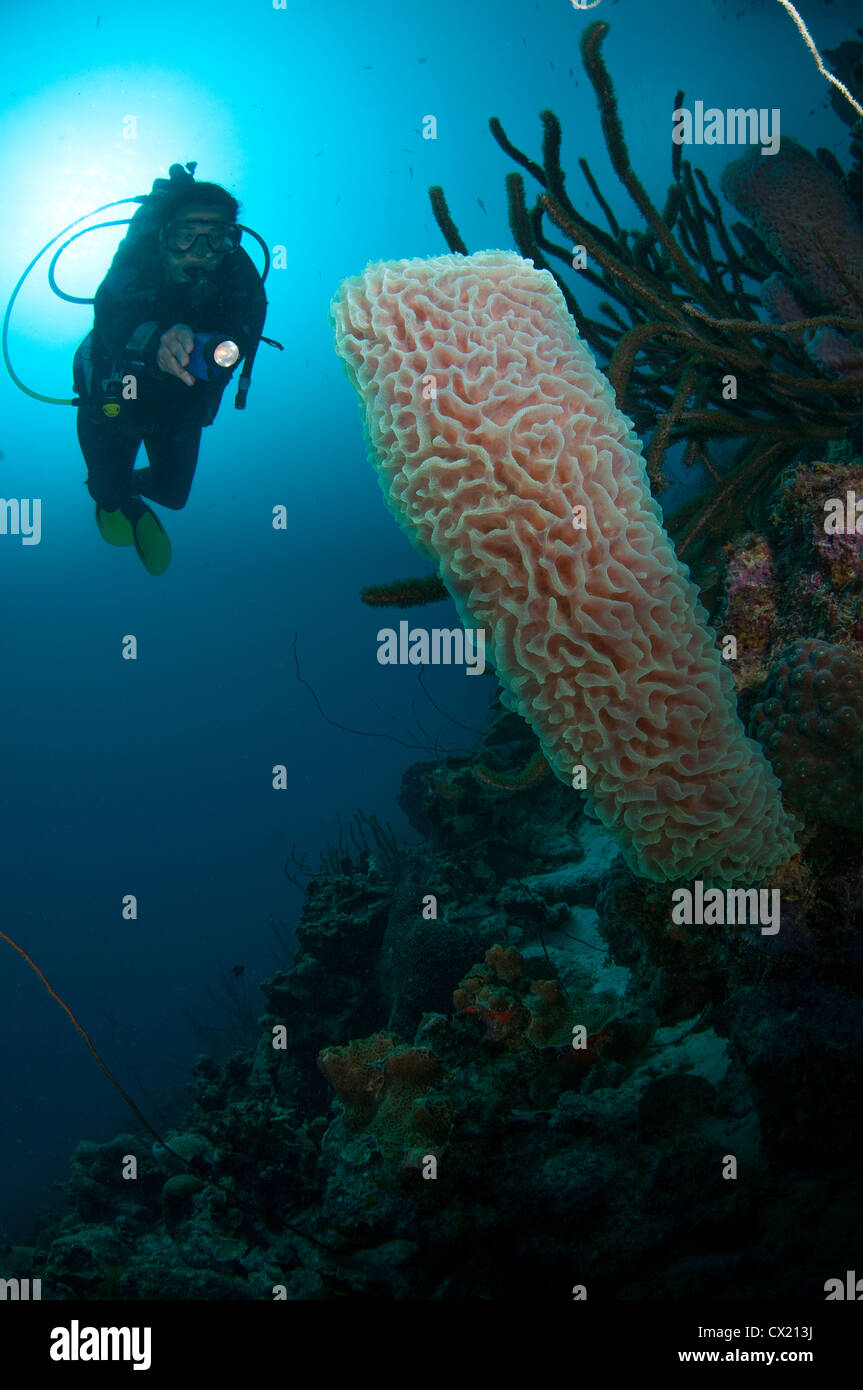 Diver examines azure vase sponge coral (Callyspongia plicifera ...