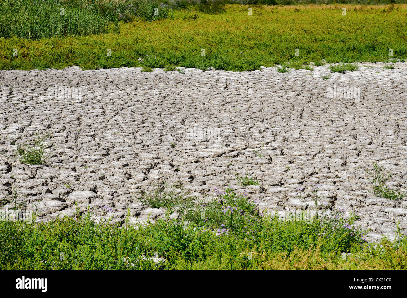 green grass around drought land Stock Photo - Alamy