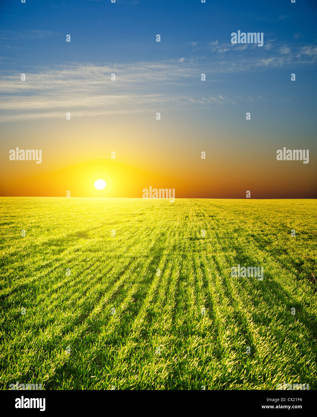 sunset over field with green grass Stock Photo - Alamy
