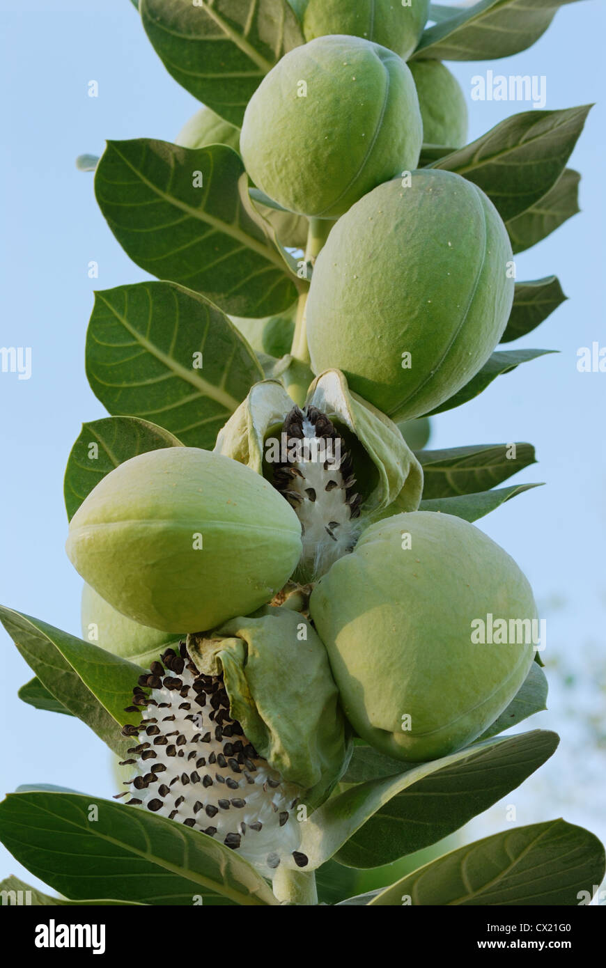 Fruits and Seeds of Apple of Sodom (Calotropis procera Stock Photo - Alamy