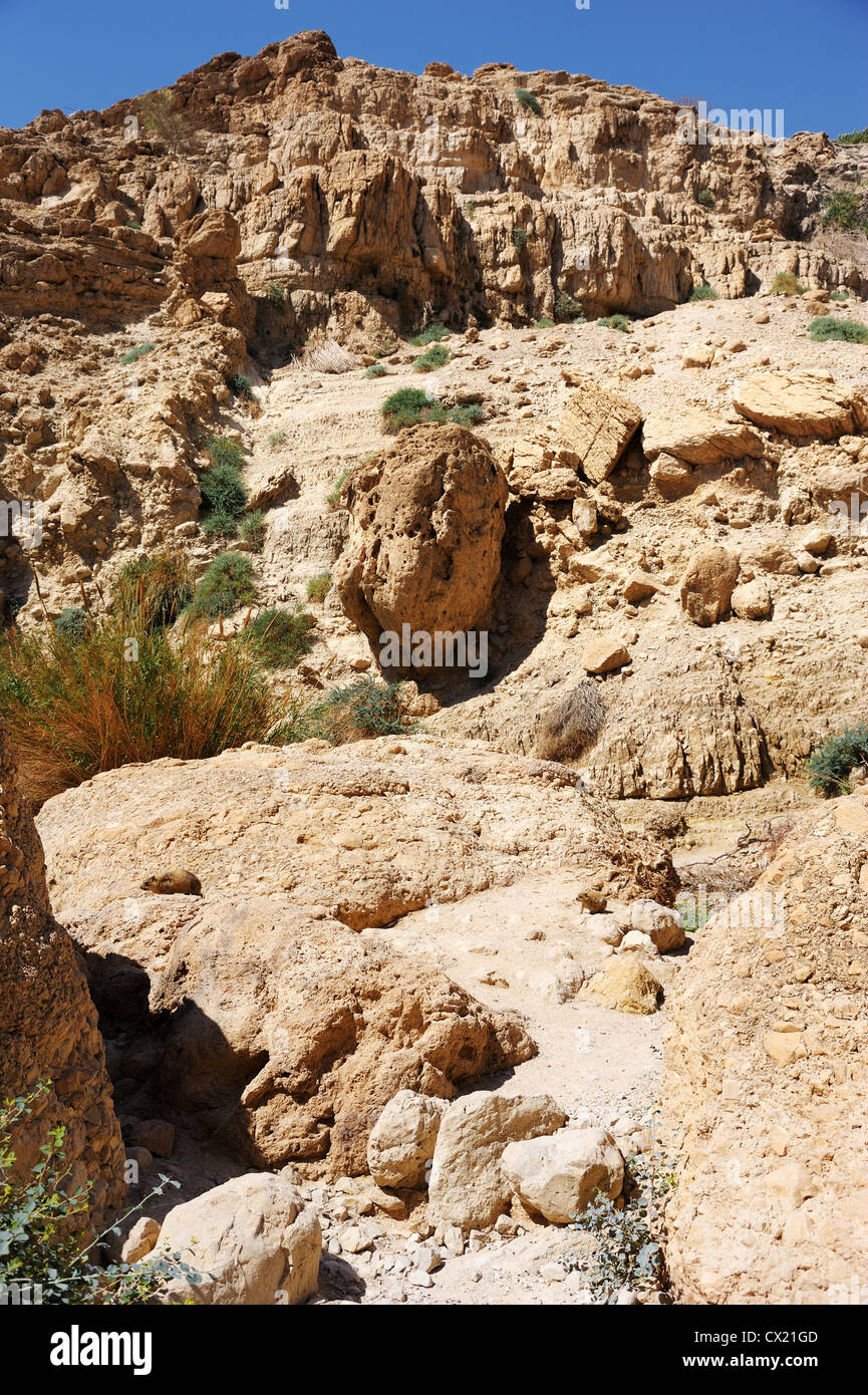 Streams Of Water In The Desert