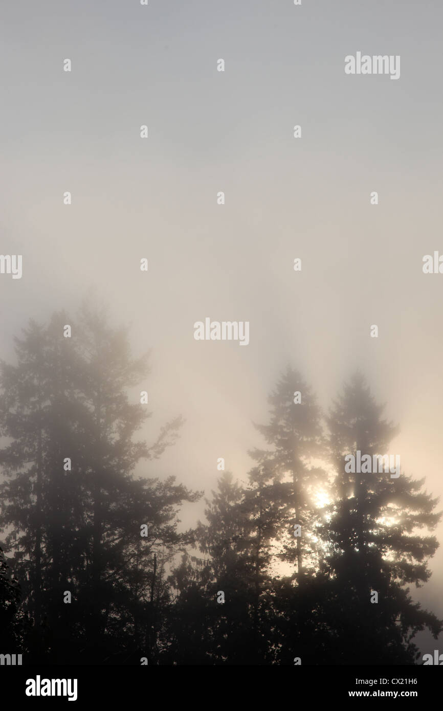 sun breaks through trees and fog Stock Photo - Alamy