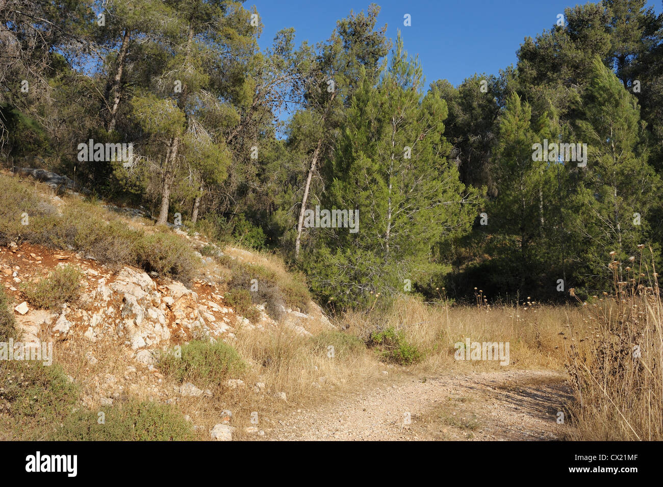 Forest in the mountains of Israel, near Jerusalem Stock Photo - Alamy