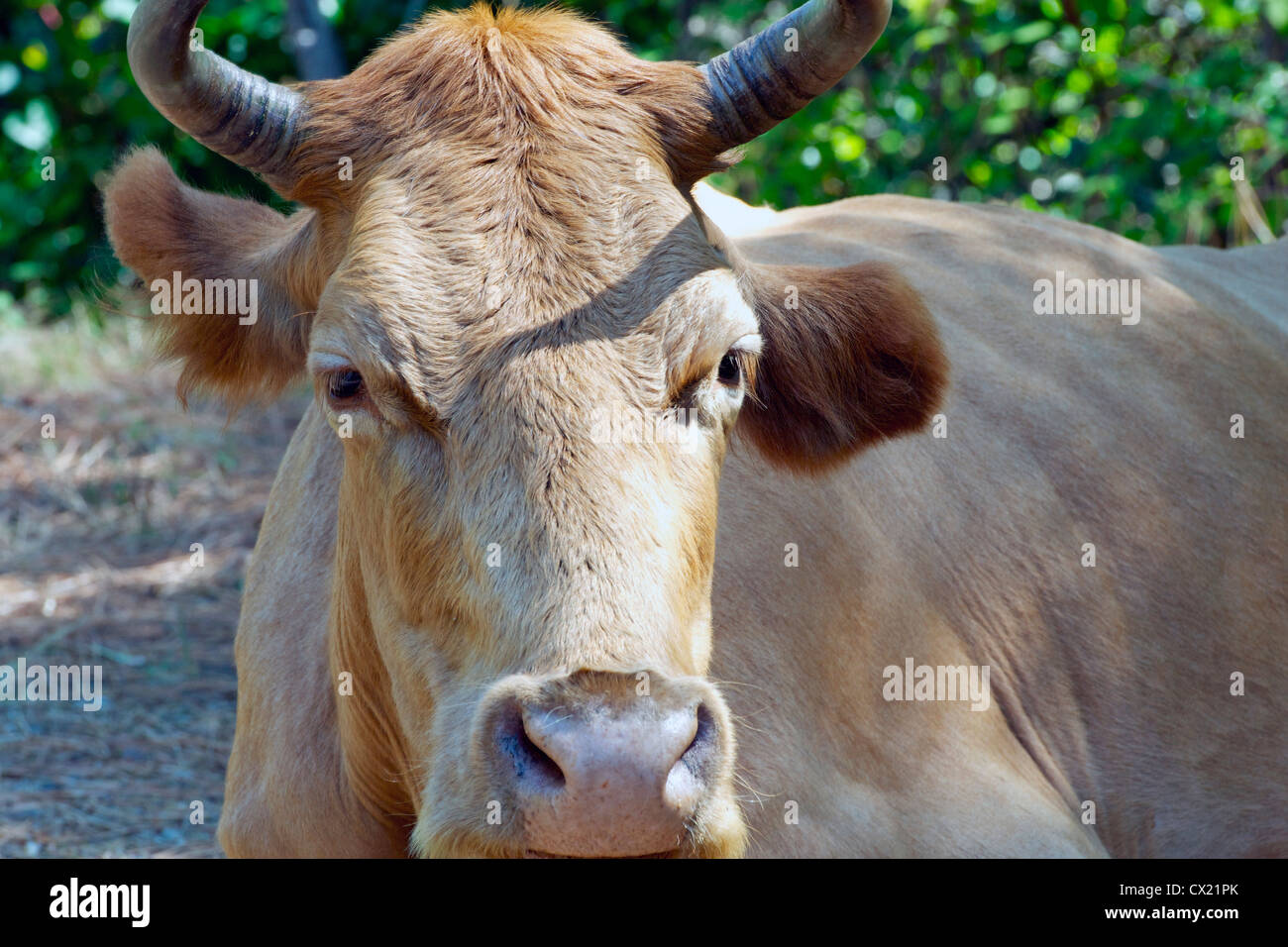 A friendly cow living in Сorsica, France Stock Photo - Alamy