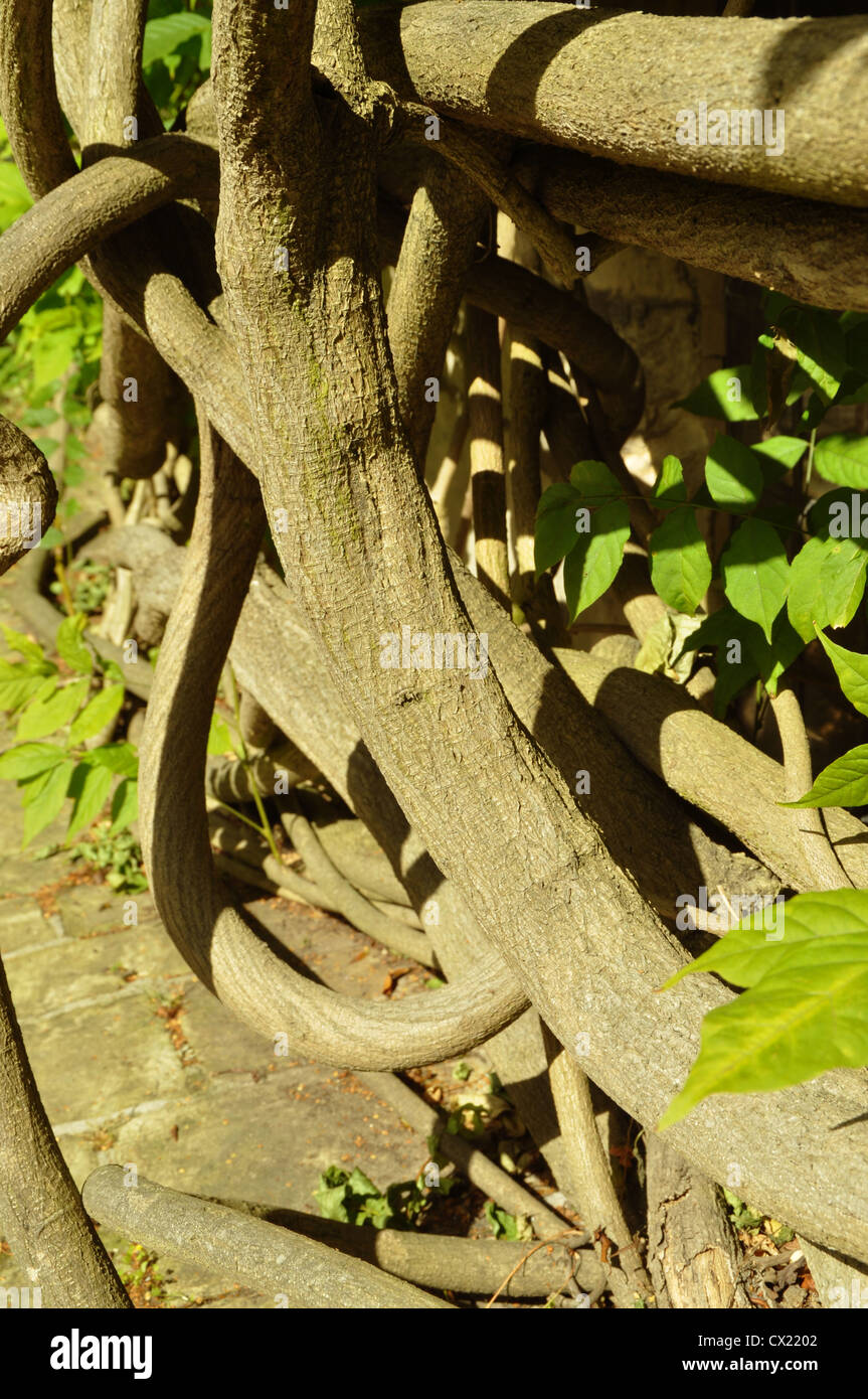 Twisted wood hi-res stock photography and images - Alamy