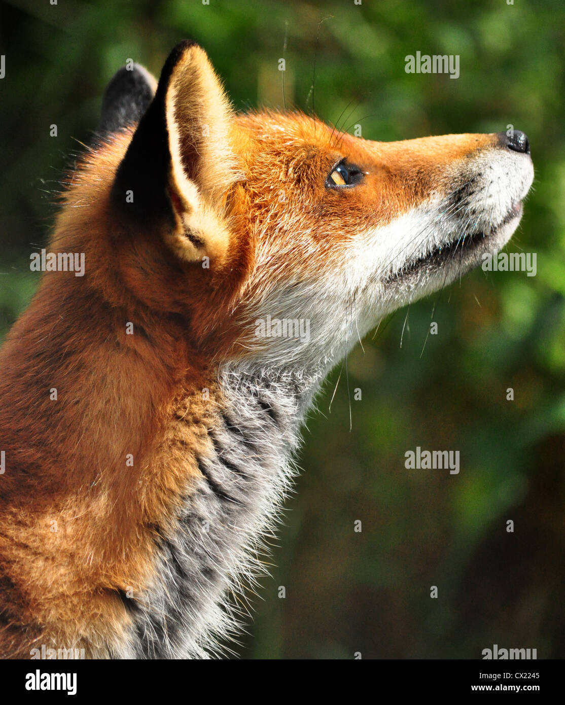 red fox portrait Stock Photo - Alamy