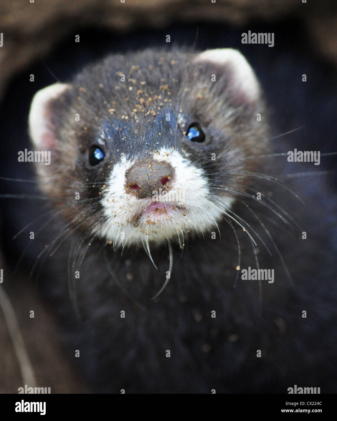 Sweet polecat head hi-res stock photography and images - Alamy