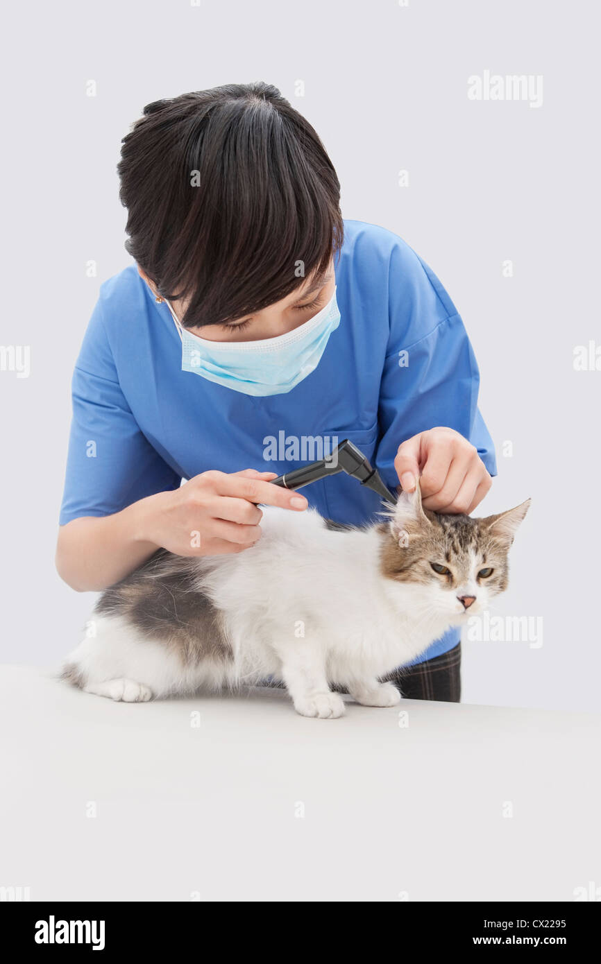 Female veterinarian examining cat's ear with an otoscope device against ...