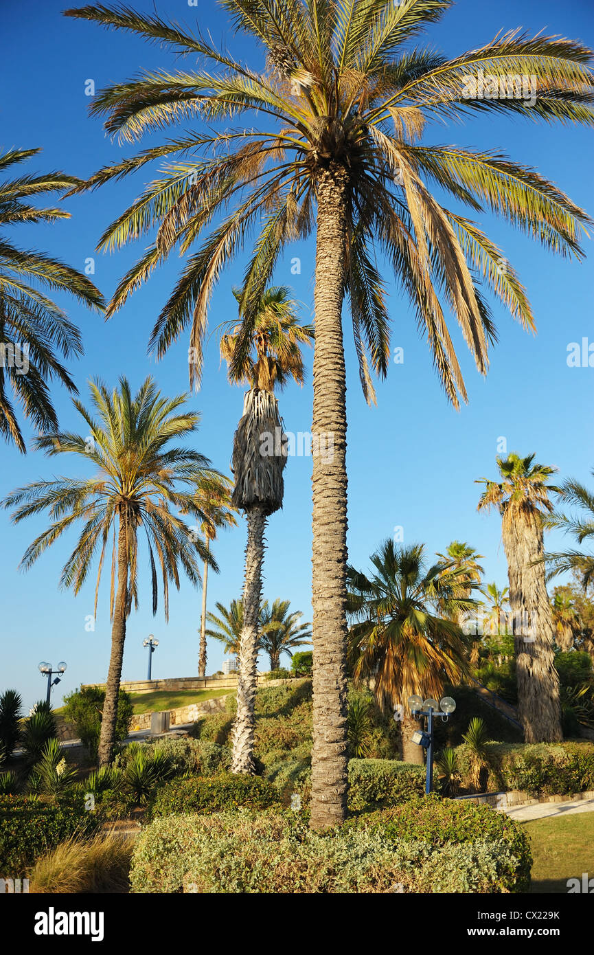 Jaffa area hi-res stock photography and images - Alamy